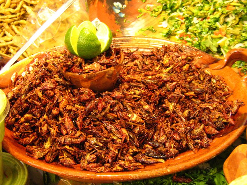 Eating Insects | Ape | Food trends | Sustainability | Protein